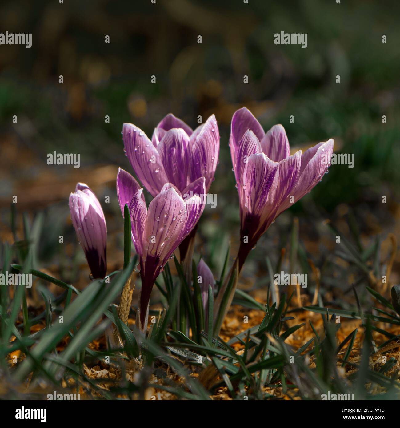 bright tender first spring flowers purple crocuses in a forest clearing ...