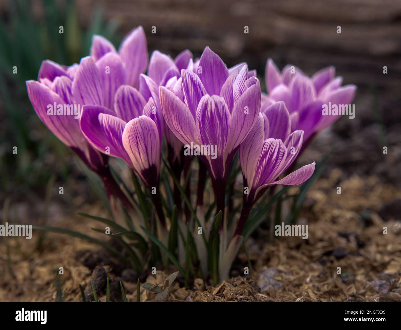 Spring flowers purple hi-res stock photography and images - Alamy