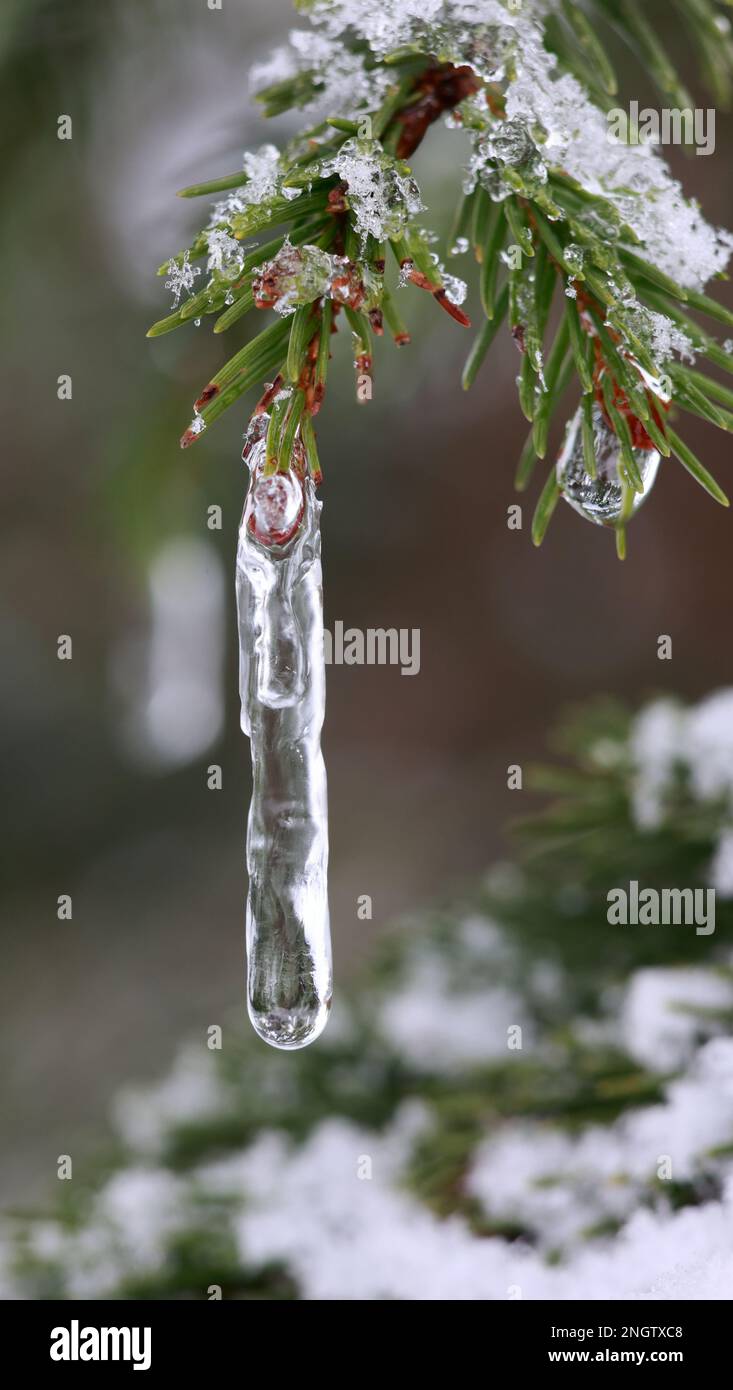 Schierke, Germany. 19th Feb, 2023. Icicles form on the branches of a spruce on the Brocken. On ...