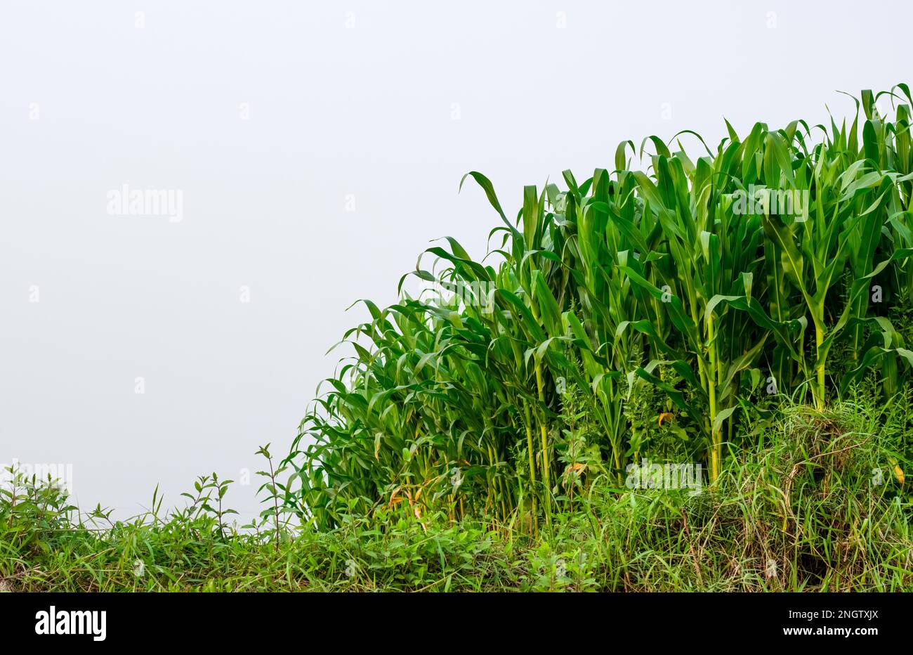 Undomesticated Corn