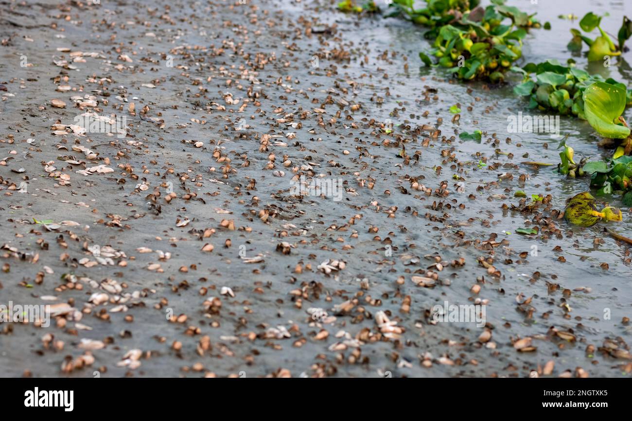 Selective focused small oysters beside the river on the sand Stock ...