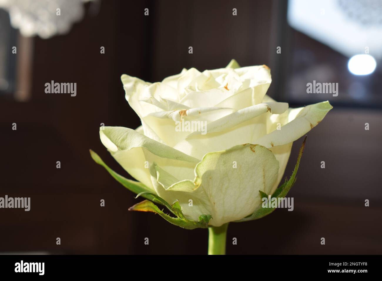 white blooming rose Stock Photo - Alamy
