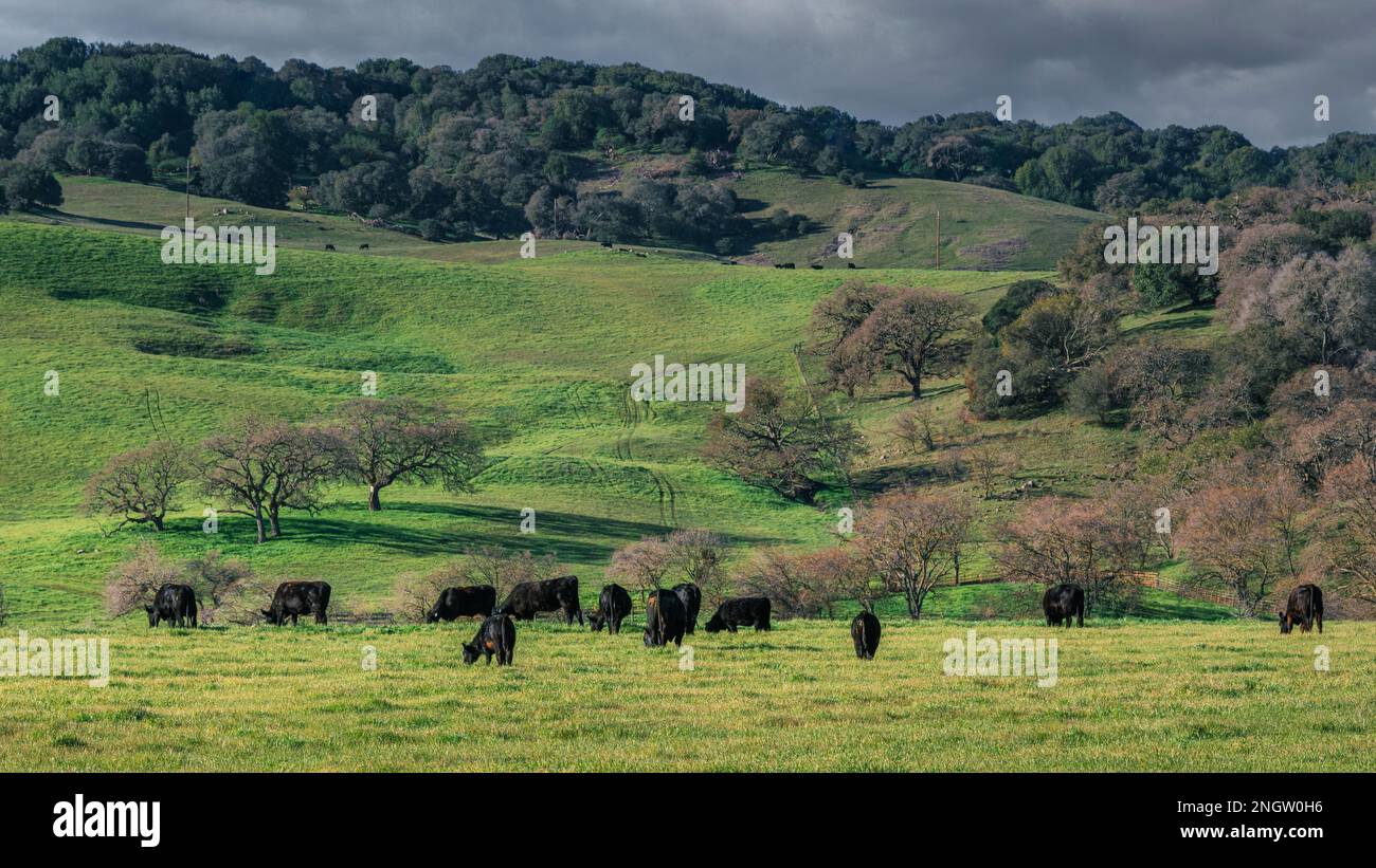 Agriculture, green grass and livestock in early February, northern ...