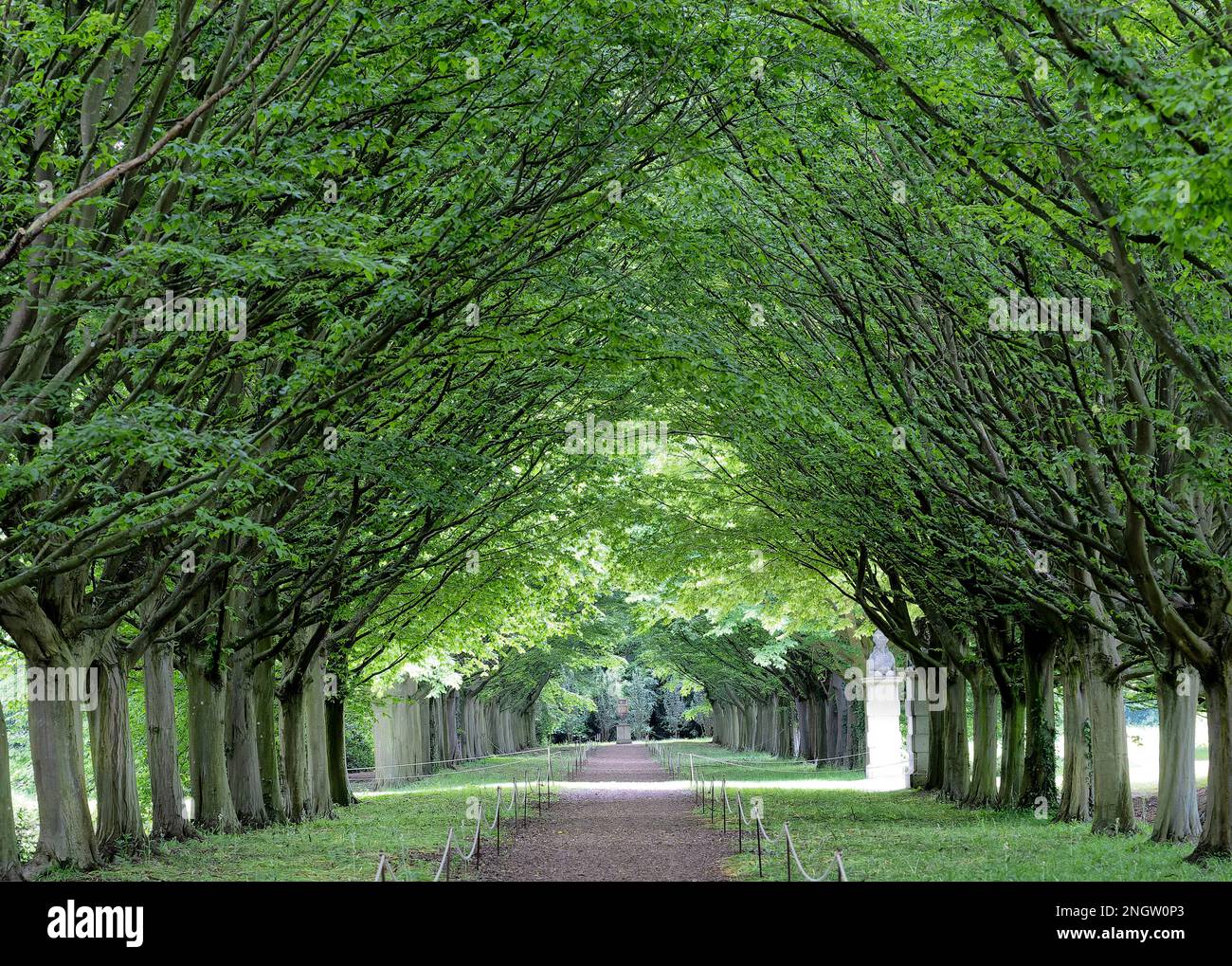 A tree avenue at Anglesey Abbey Gardens, UK Stock Photo - Alamy