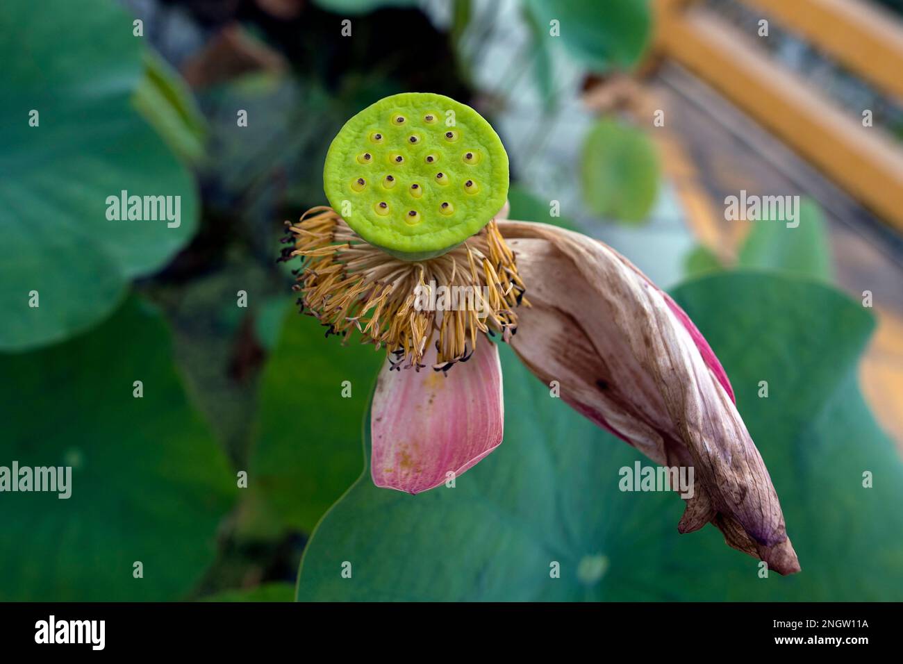Lotus flower turning into lotus seed pod - young green lotus seed pod ...