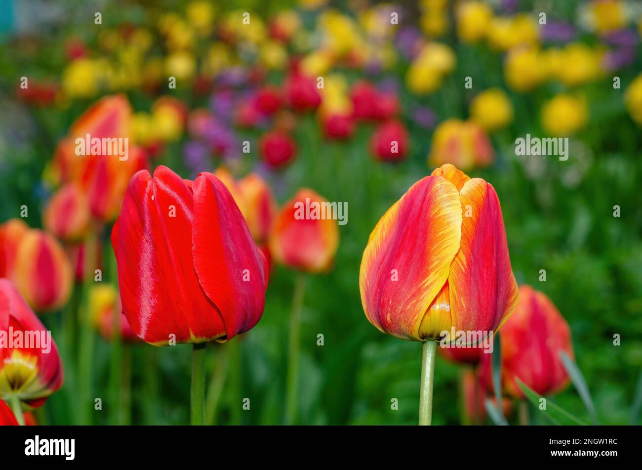 Tulipa tulips hi-res stock photography and images - Alamy