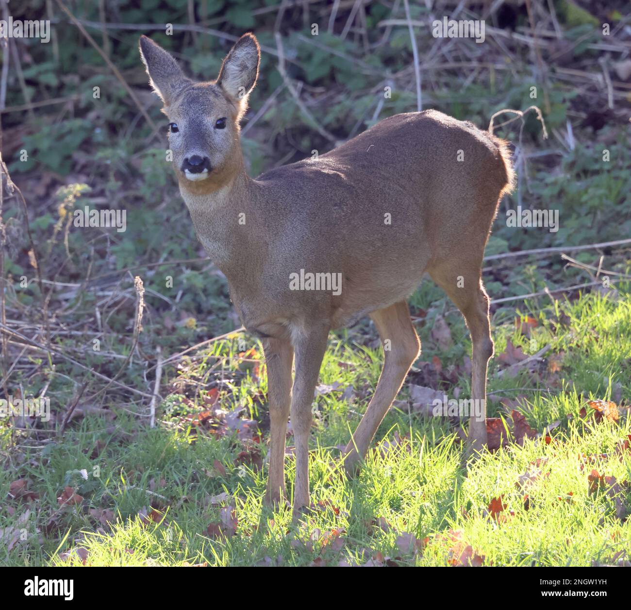 Roe Deer doe (Capreolus capreolus) in the Cotswold Hills in ...