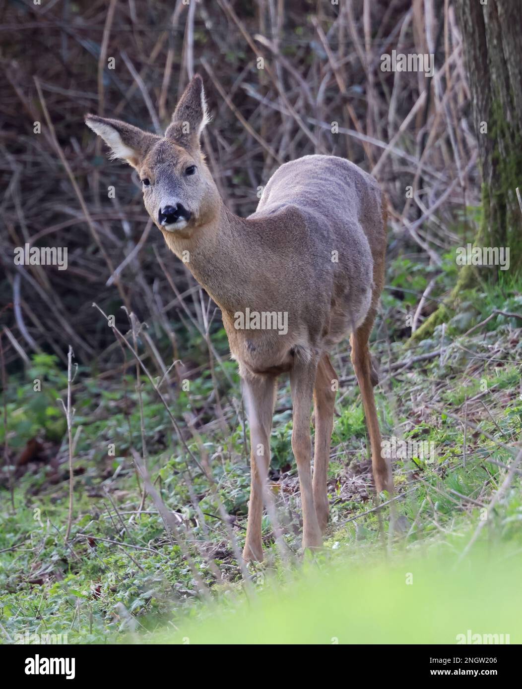 Roe Deer doe (Capreolus capreolus) in the Cotswold Hills in ...
