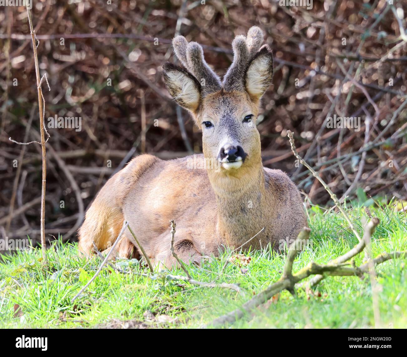 Roe Deer Buck (Capreolus capreolus) in the Cotswold Hills in ...