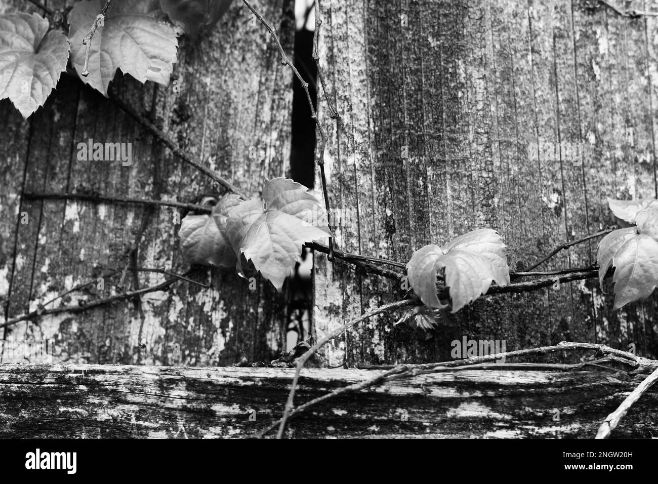 Leafy vine plants growing up the fence in a black and white monochrome ...