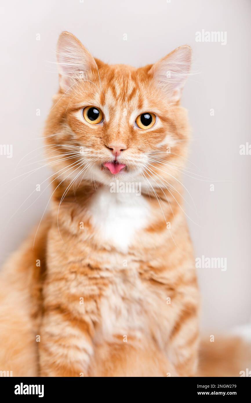 Head portrait of a ginger cat against white background Stock Photo - Alamy
