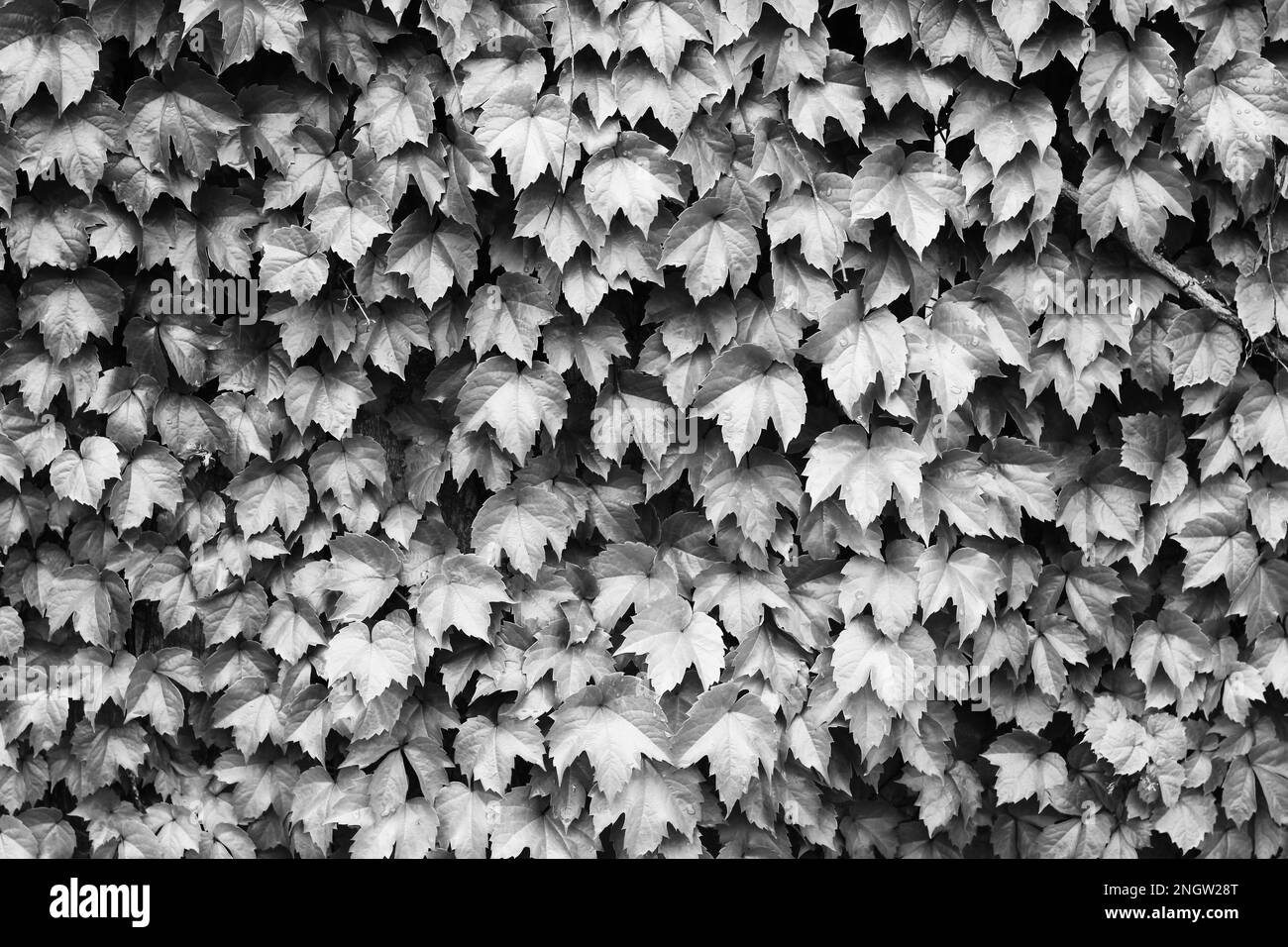 Leafy vine plants growing up the fence in a black and white monochrome ...
