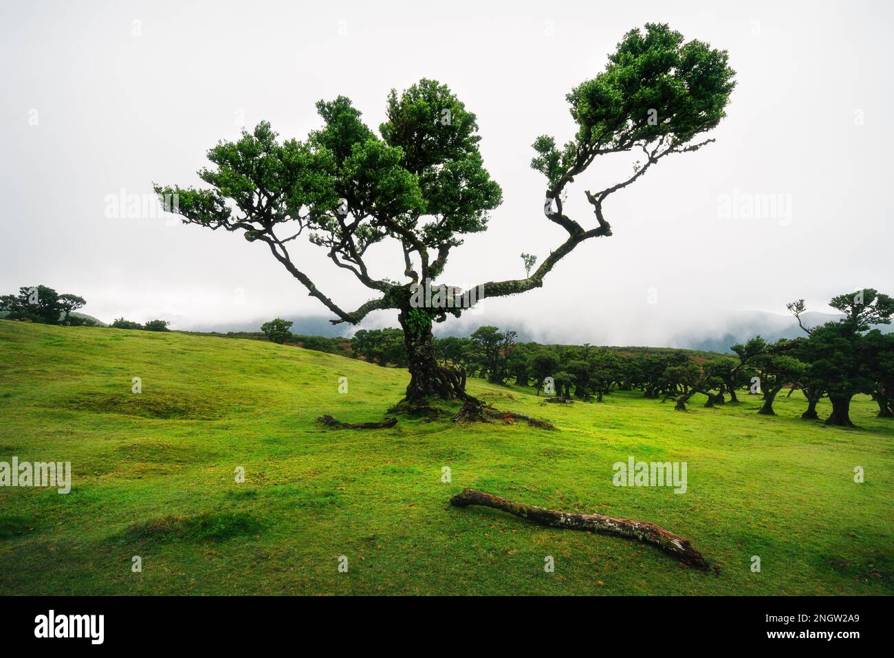 Tree in Funchal Forest Madeira with Fog Stock Photo - Alamy
