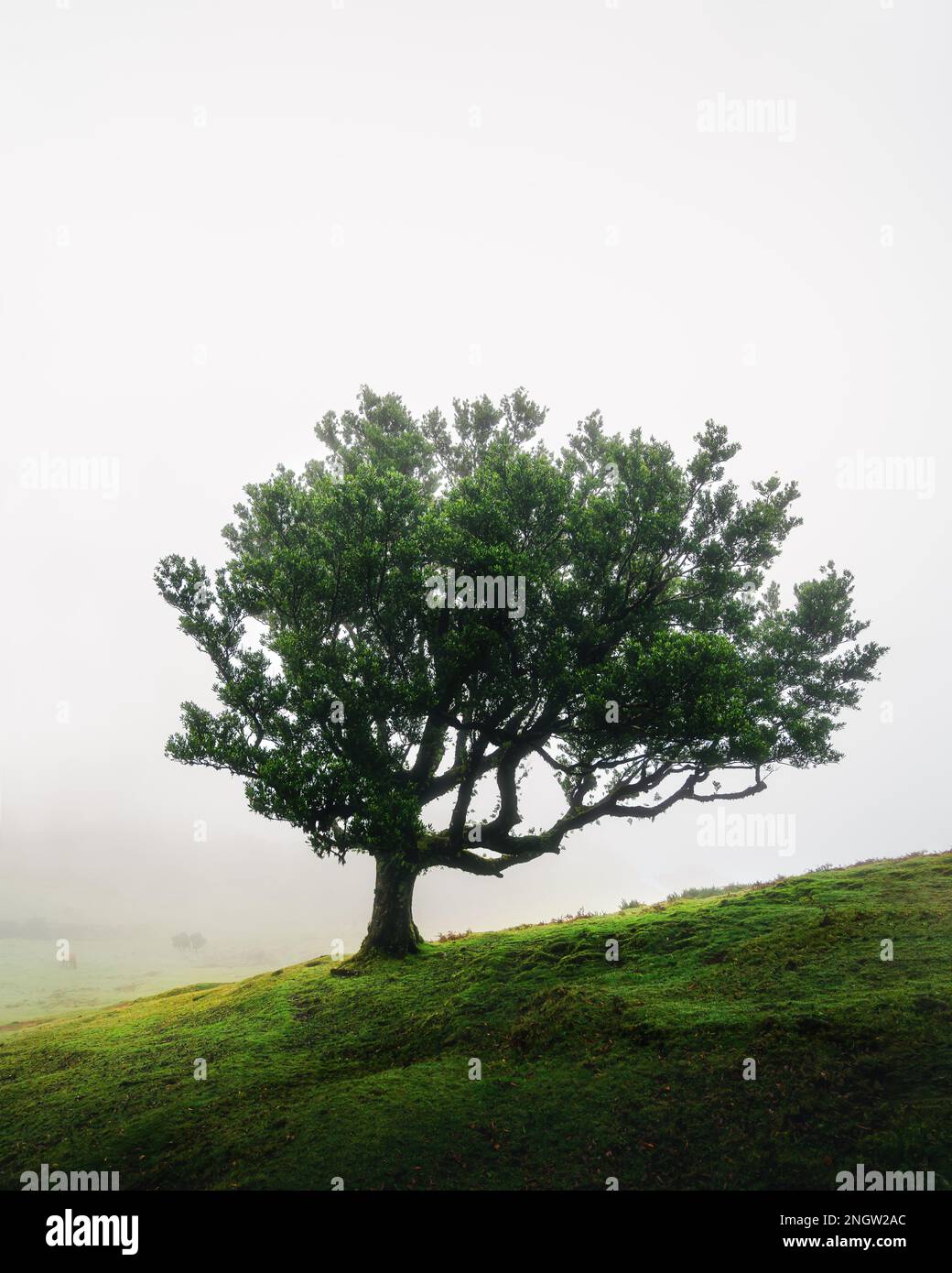 Tree in Funchal Forest Madeira with Fog Stock Photo - Alamy