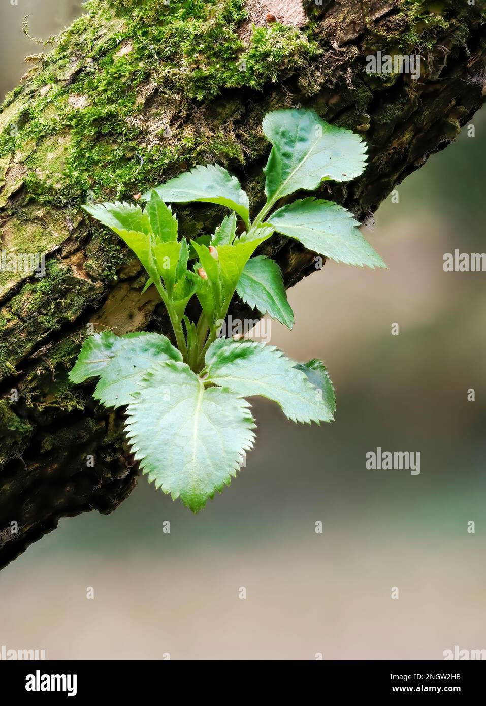 Fresh new growth of leaves, sprouting from a branch of an Elderberry ...