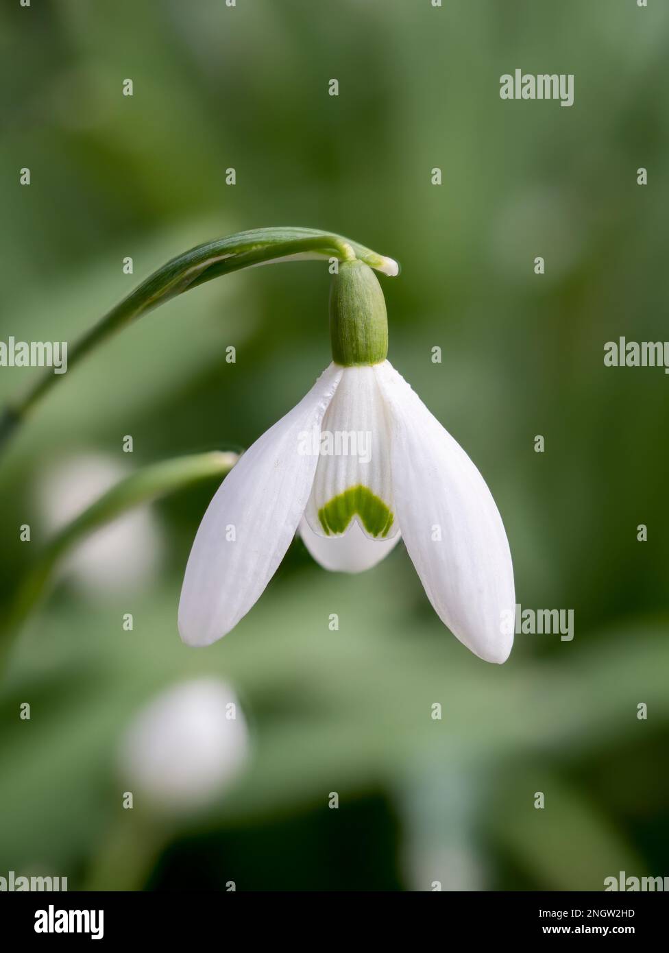 A close up of a single Snowdrop flower, (Galanthus nivalis) isolated ...