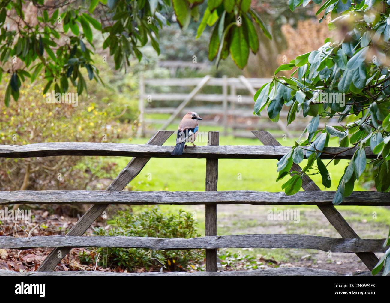 A jay, Garrulus glandarius, sitting on a barred wooden gate in a UK ...
