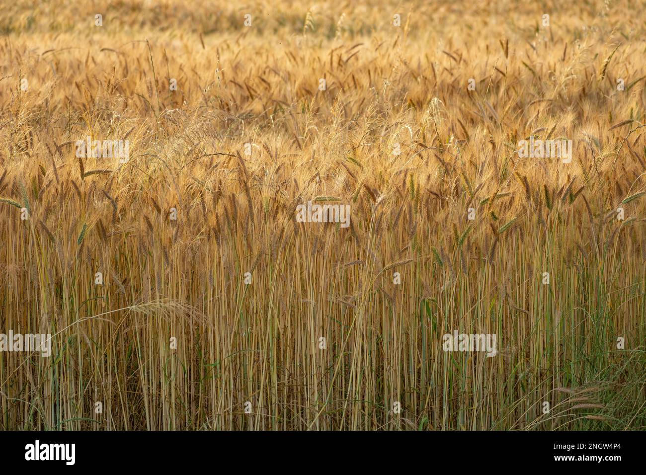 Triticale grain field, view of stalks and ears without sky, eastern ...