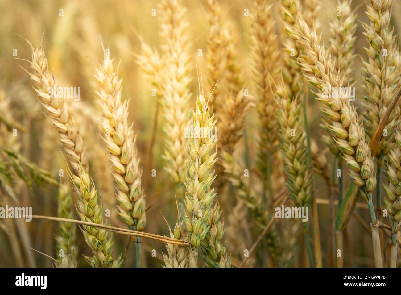 Close up of wheat grain hi-res stock photography and images - Alamy