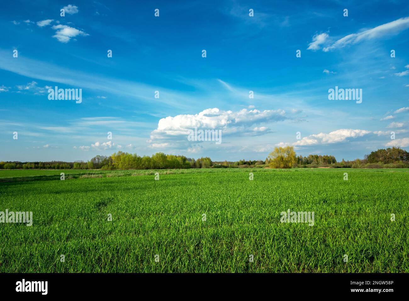 Spring green field and clouds on blue sky, Nowiny, Poland Stock Photo ...