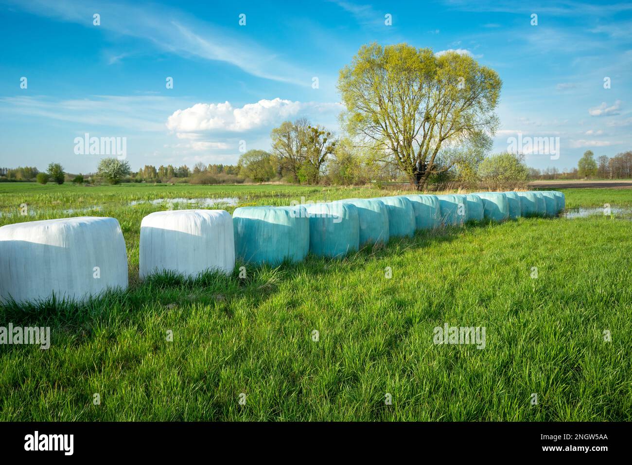 Silage bales lying on a green meadow, sunny eastern Poland Stock Photo ...