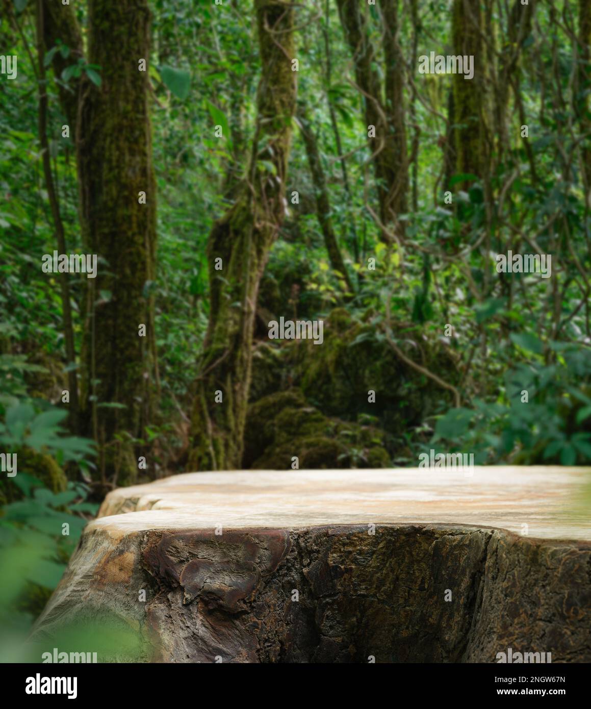 Wood podium table top in outdoor green lush tropical forest nature ...