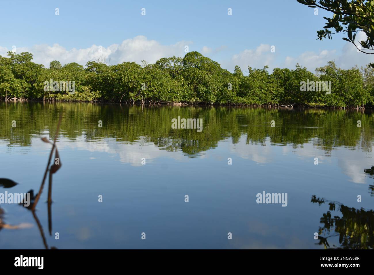 Reflections in the mangrove swamp Stock Photo - Alamy