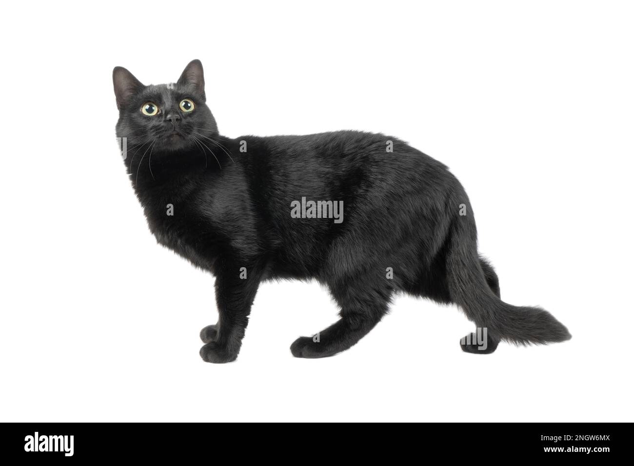 Black cat looking up with interest isolated on white background ...