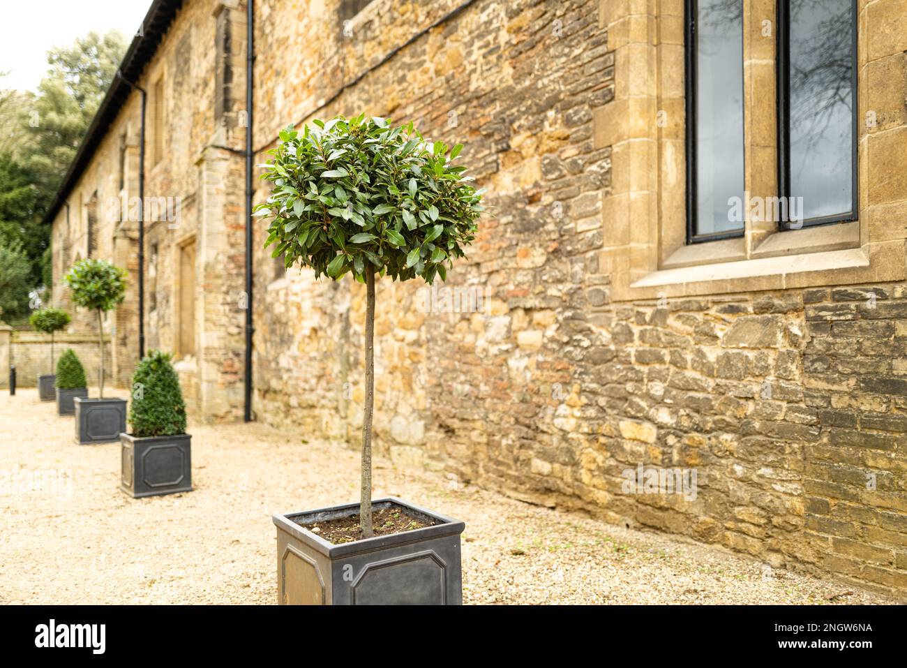 ornate bay trees seen outside a large, stonework building Stock Photo ...