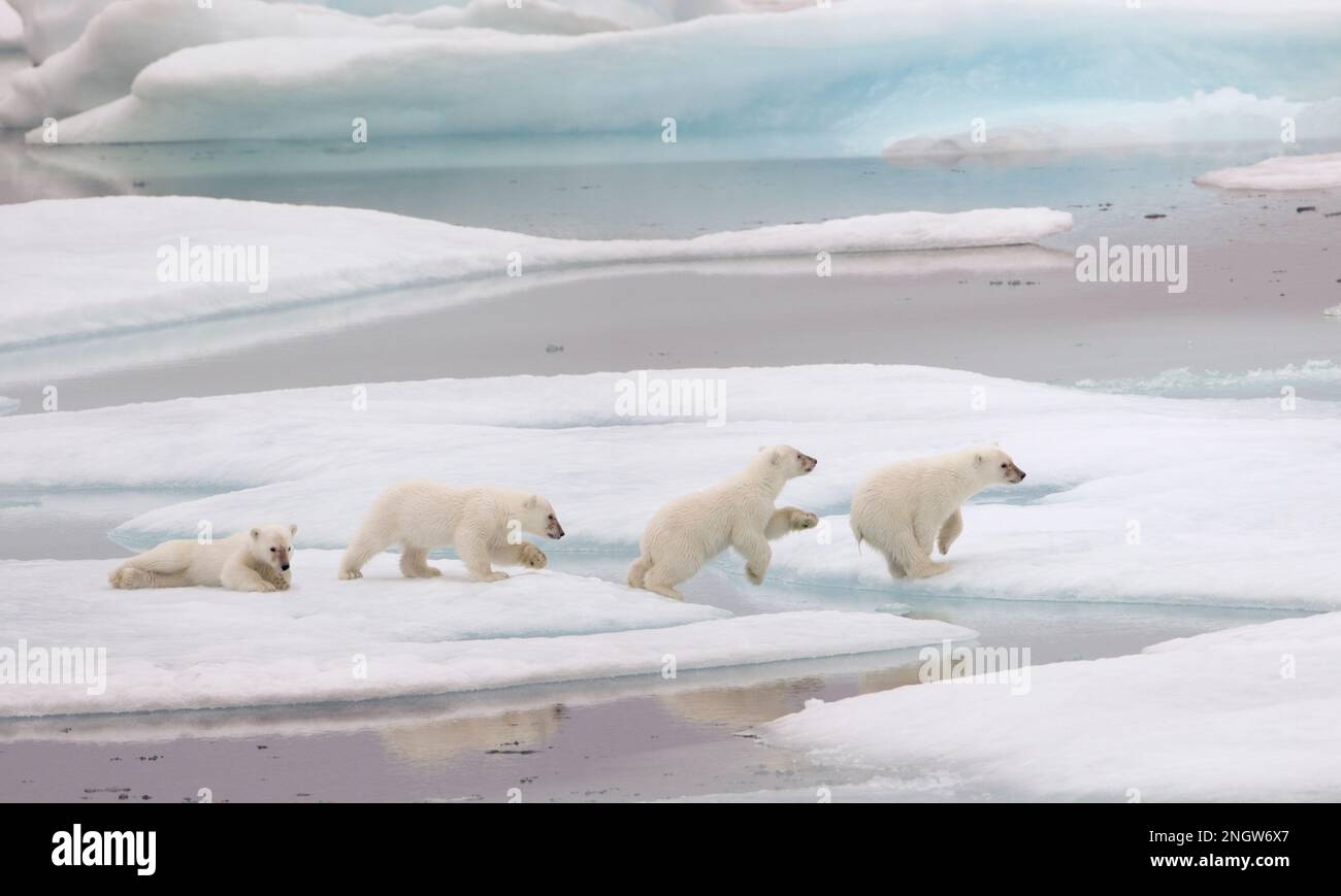 Antarctic Baby Polar Bears