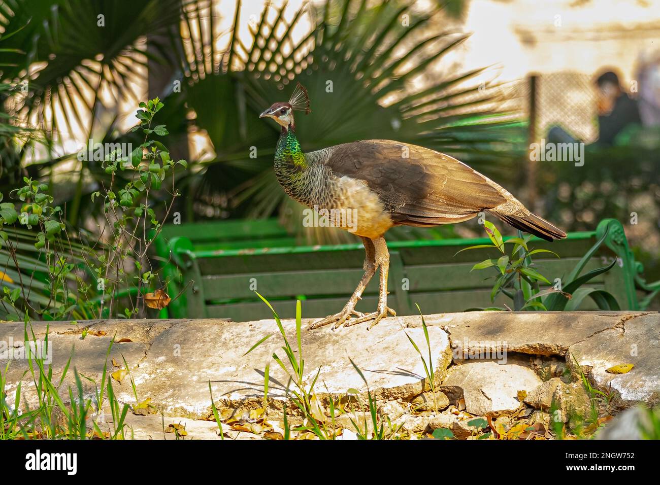 A Peahen walking on a wall Stock Photo - Alamy