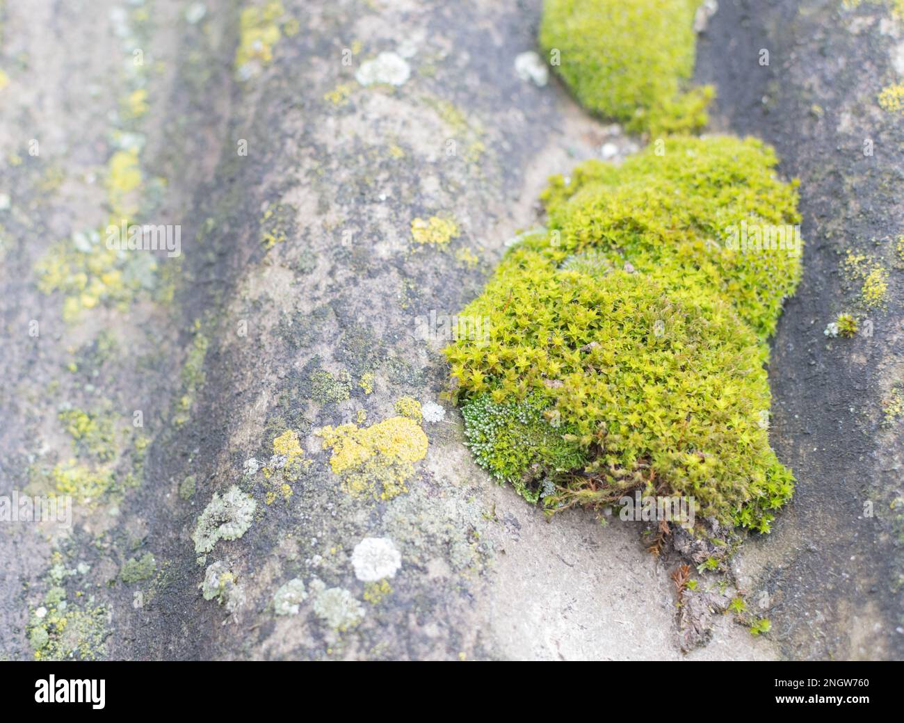 Undulated roof hi-res stock photography and images - Alamy