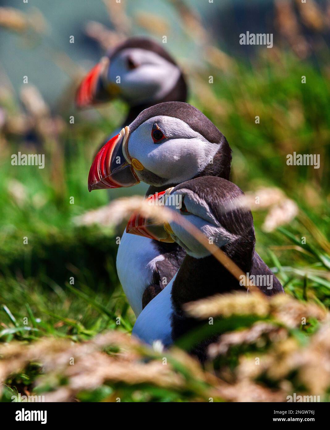 3 puffins on Staffa, near Mull, Scotland, UK Stock Photo - Alamy