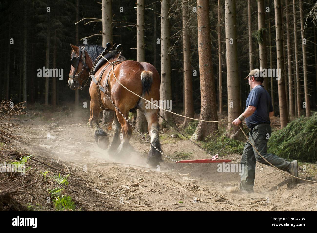 Le debardage est une technique de sylviculture tres ecologique. Des ...