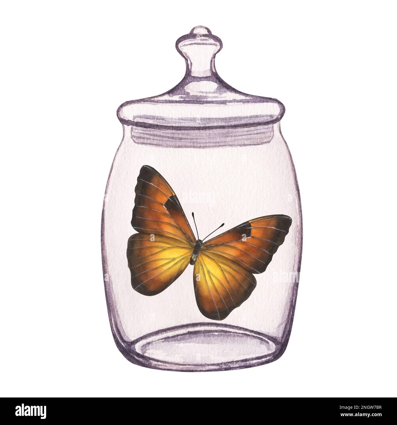 Butterfly inside transparent glass jar. Hand-drawn watercolor ...
