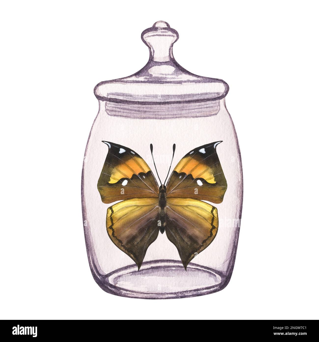 Butterfly inside transparent glass jar. Hand-drawn watercolor ...