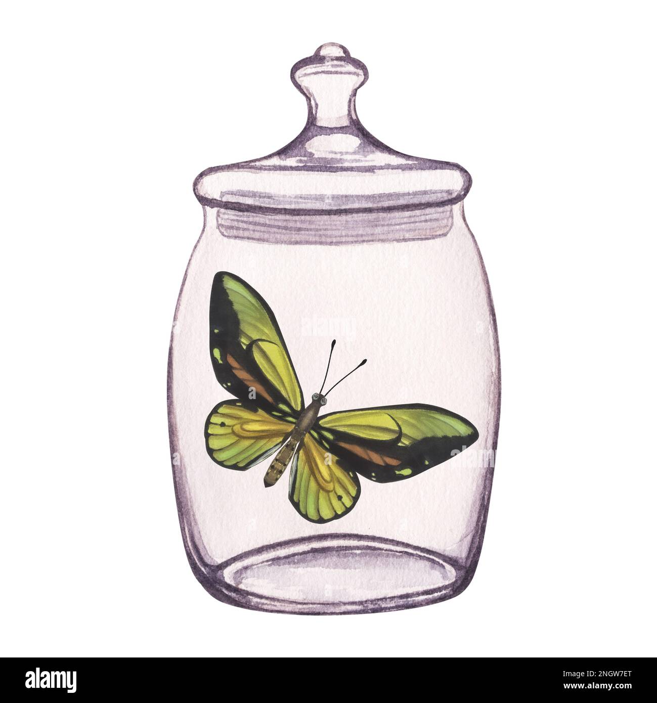Butterfly inside transparent glass jar. Hand-drawn watercolor ...
