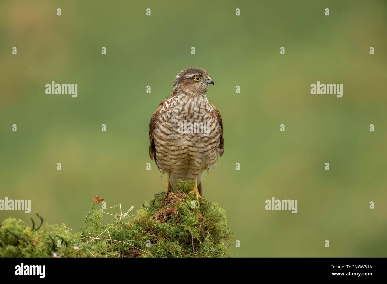Male eurasian sparrowhawk in a tree hi-res stock photography and images ...
