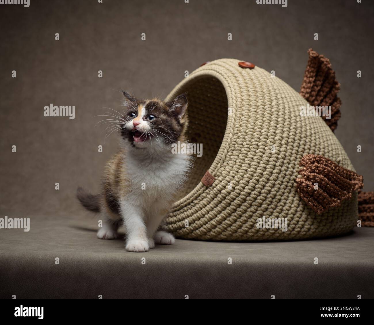 A small kitten is having fun posing for the camera Stock Photo - Alamy