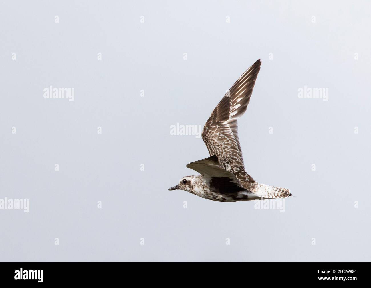 Vliegende Zilverplevier; Grey Plover (Pluvialis squatarola) in flight ...
