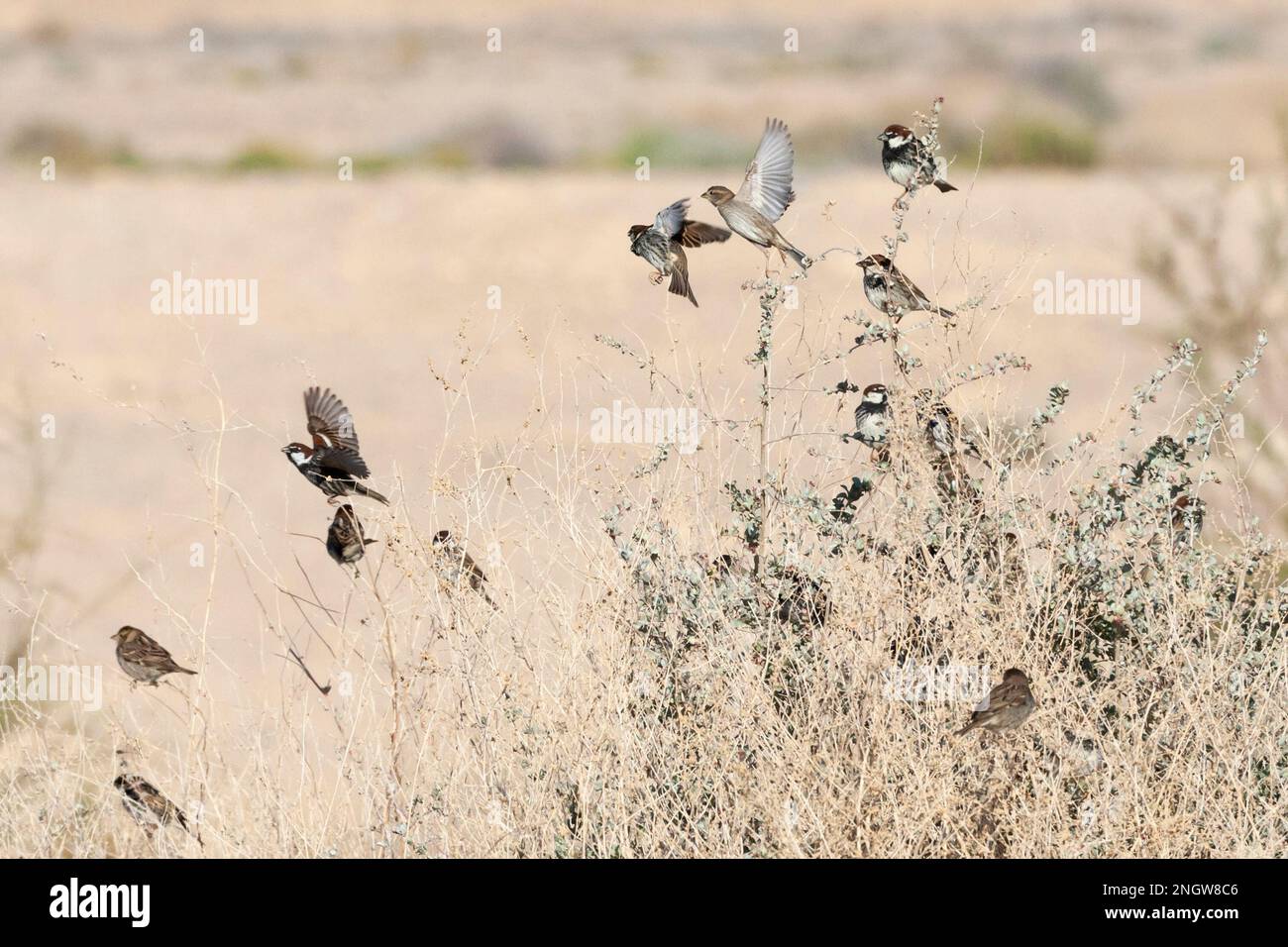 Flock of Spanish Sparrows (Passer hispaniolensis) during spring ...