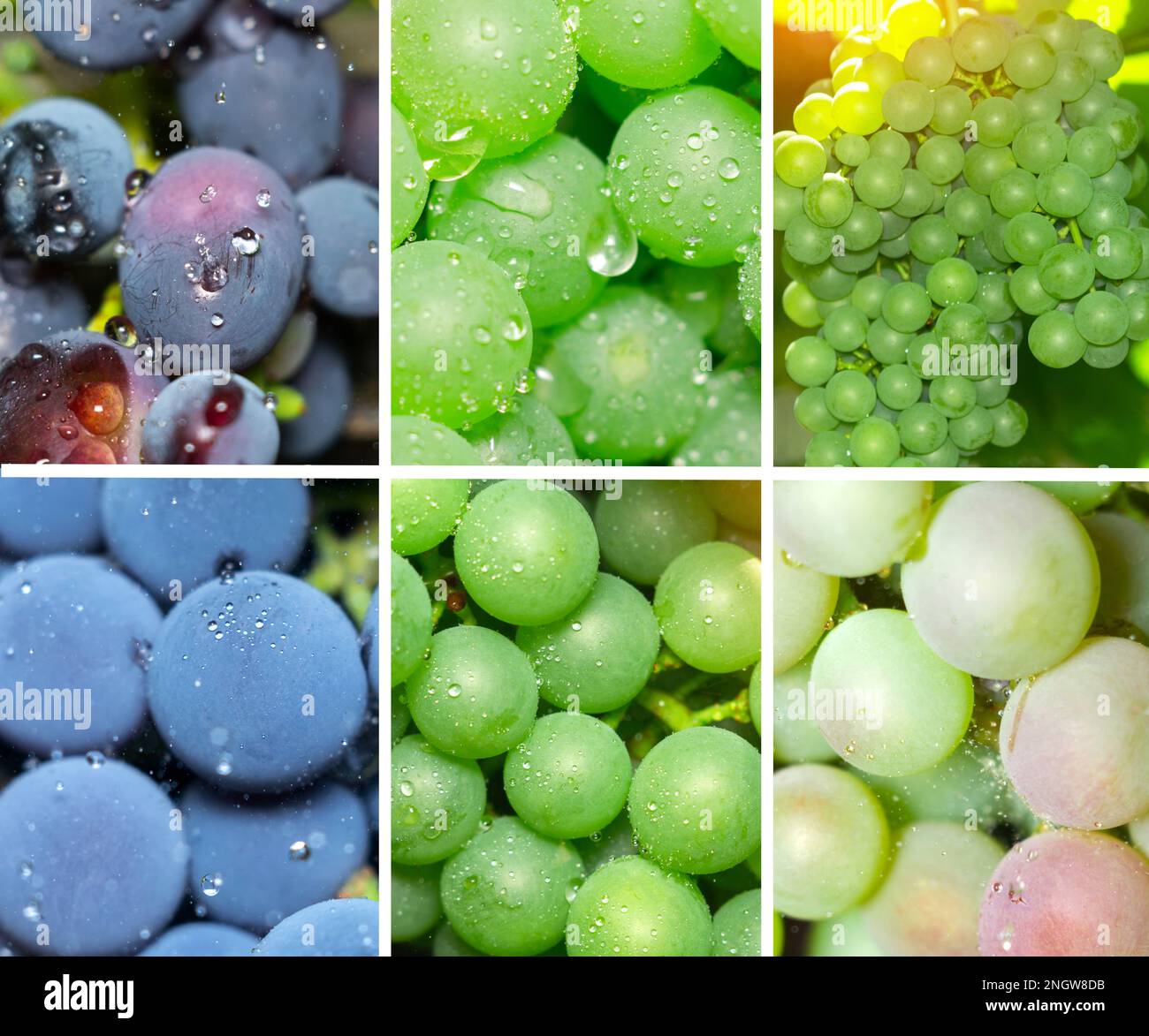 Collage of grapes. Collection of grape clusters growing on the vine ...
