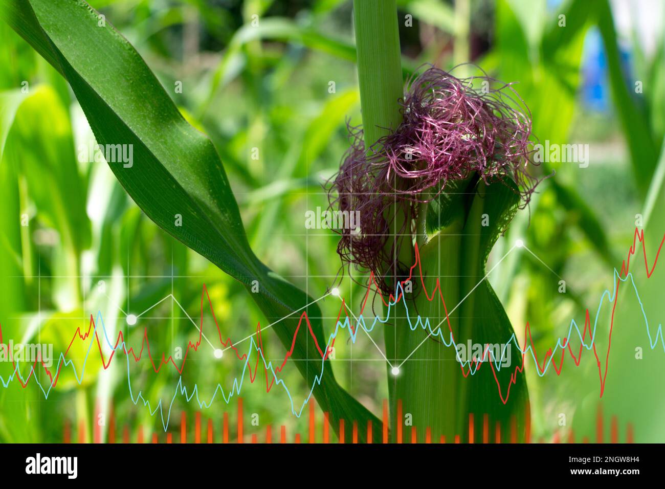 Agricultural industry. Growing corn plants, graph, diagram, development ...