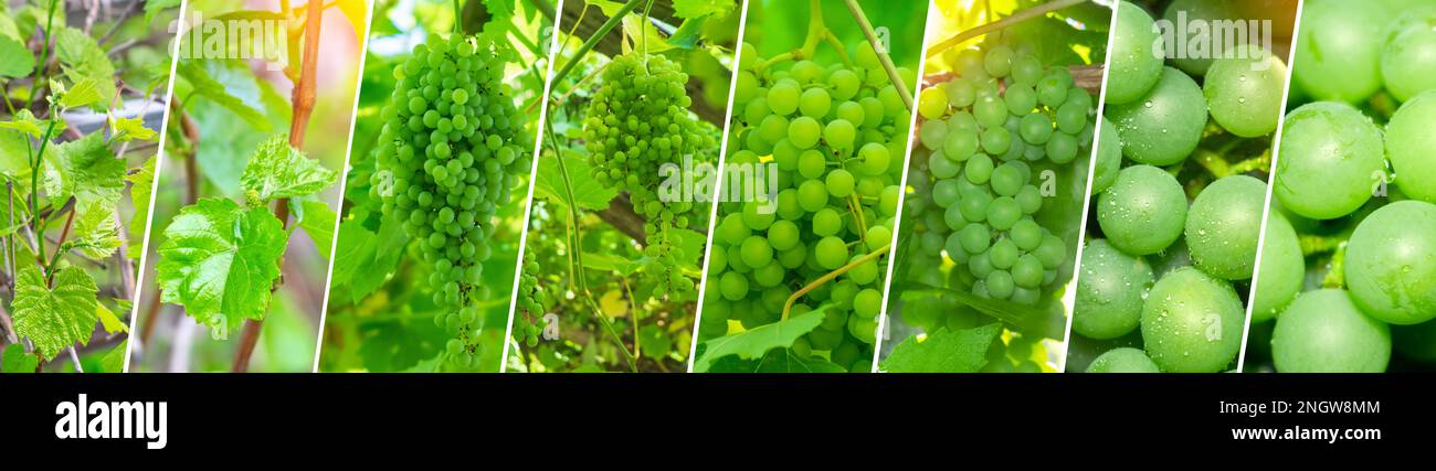 Collage of green grapes. Leaves and grapes. Template for event poster ...
