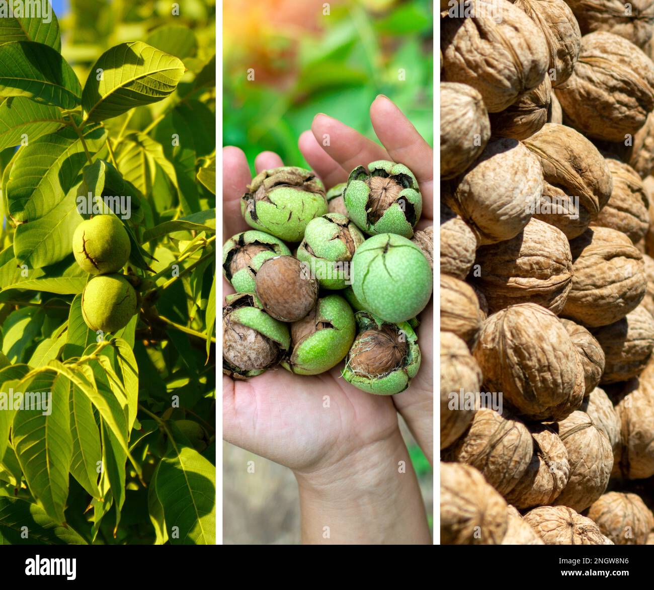 Set of nuts fruit collage background hi-res stock photography and ...