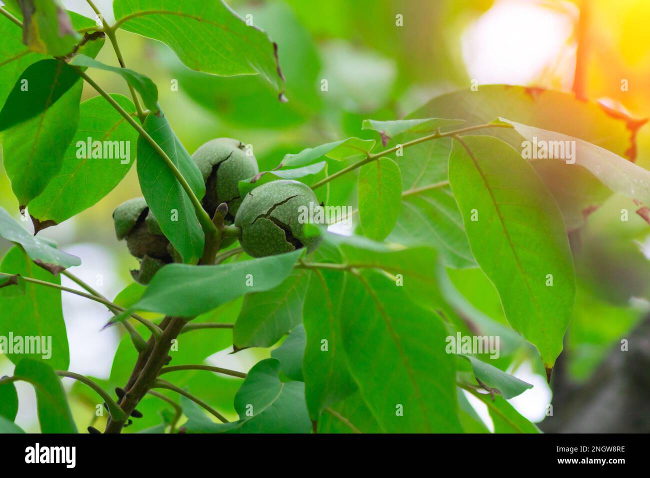 Tree shape chart hi-res stock photography and images - Alamy