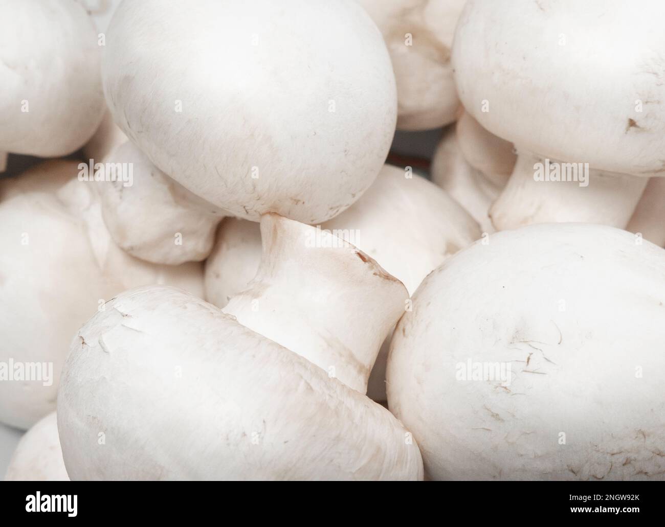 Whole champignon mushrooms texture background. mushrooms background ...