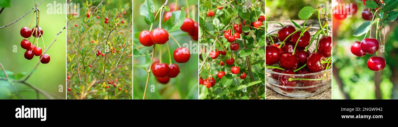 Collage of various cherries fruits. Large cherry collection. Background ...