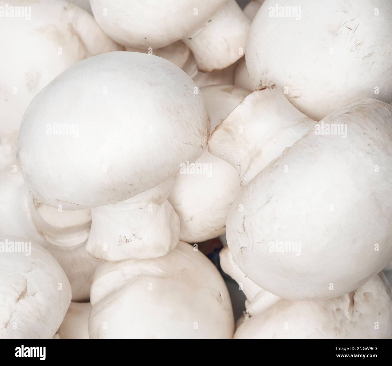 Whole champignon mushrooms texture background. mushrooms background ...