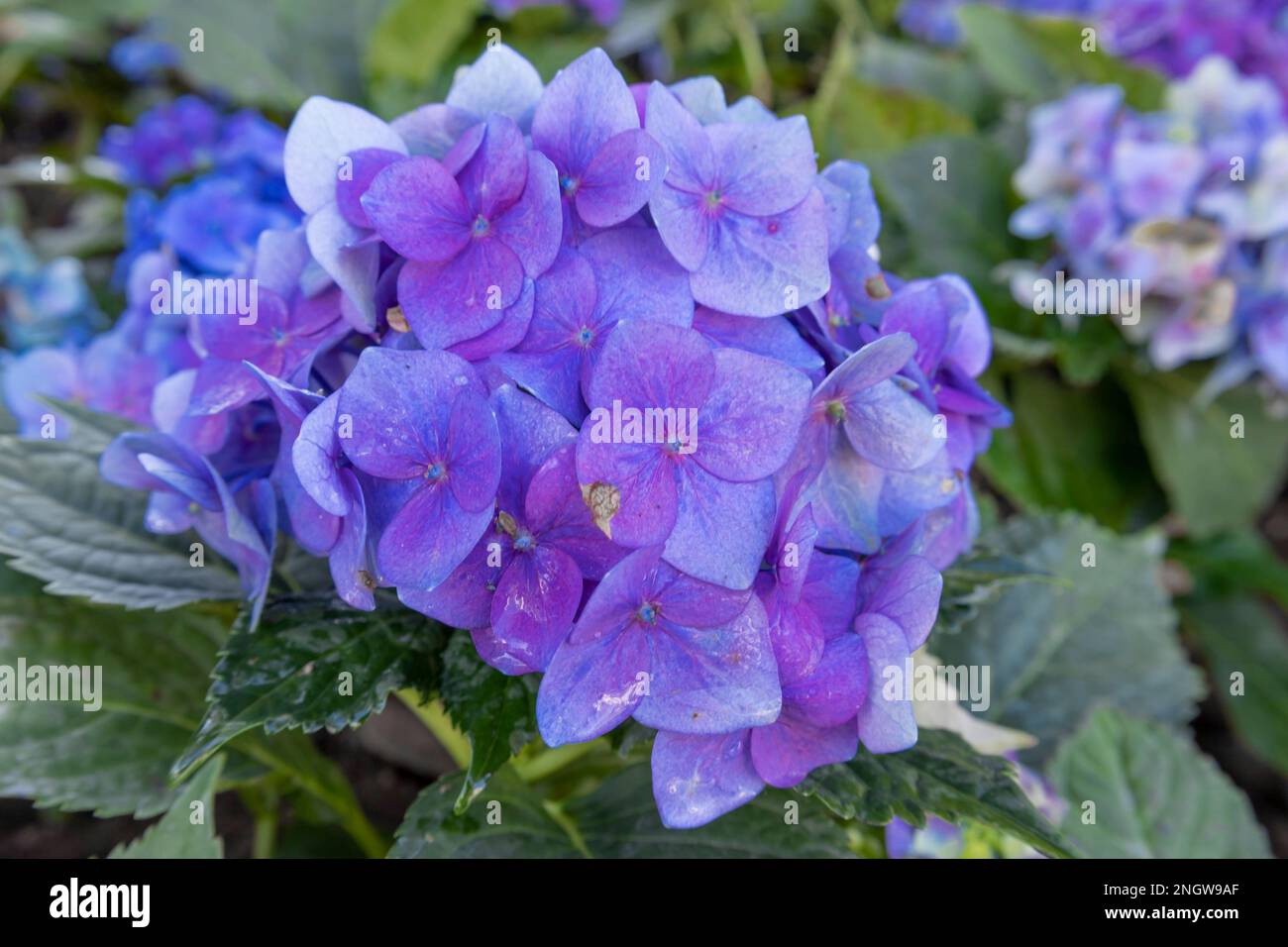 Penny blue hi-res stock photography and images - Alamy